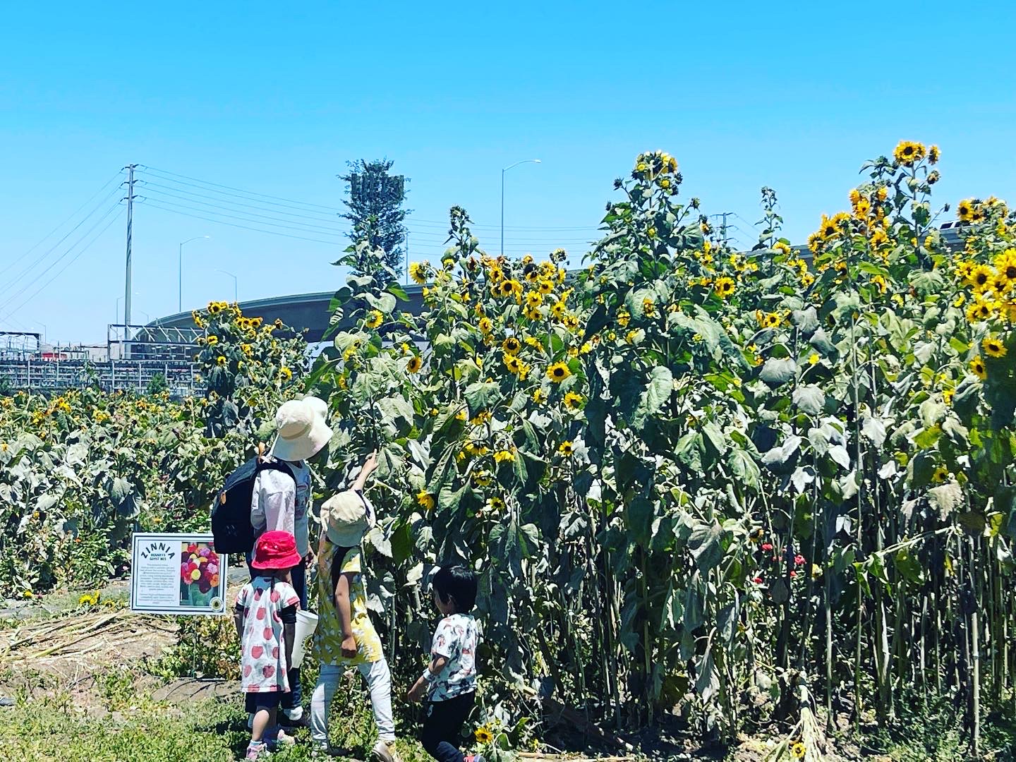 『Sun Flower』 - Sky Creation, Inc.